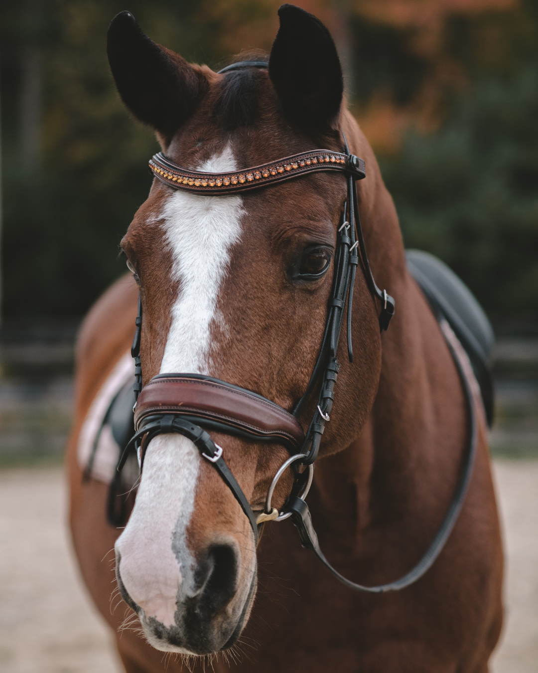 Halter Ego® Bridles – Deinhardt Designs